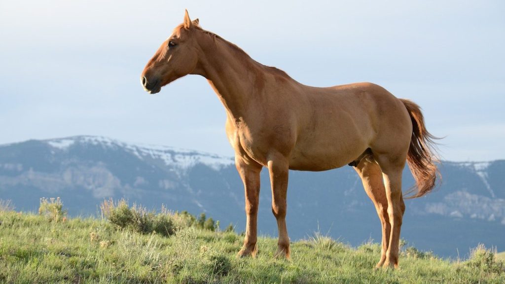 La liste du matériel indispensable pour son cheval - UCHL